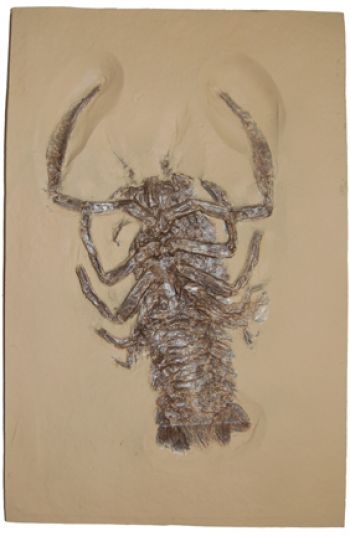 Eryon actiformis, a Solnhofen fossil lobster – DinoGear
