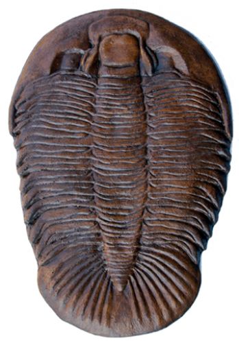 Dikelocephalus minnesotensis, trilobite (Replica) – DinoGear