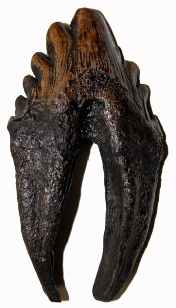 Zygorhiza, early whale tooth molar – DinoGear