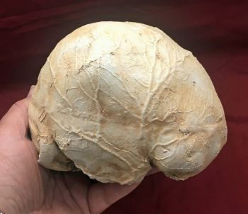 Homo sapiens, brain endocast (Human) – DinoGear