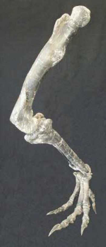 Allosaurus leg with armature, 7 feet long – DinoGear