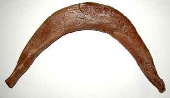 Tyrannosaurus rex (fercula) – DinoGear