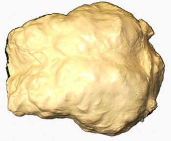 Bison antiquus, brain endocast – DinoGear