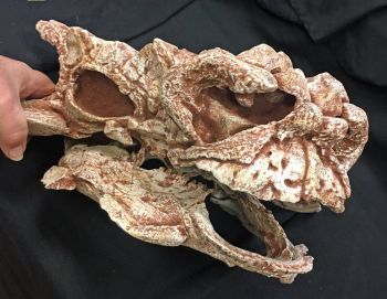 Minotaurasaurus skull with neck plate (ankylosauris) – DinoGear