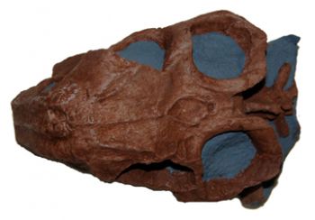Lystrosaurus, skull, a dicynodont – DinoGear