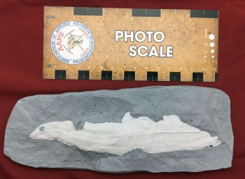 Pharyngolepis oblongus, primitive jawless fish – DinoGear