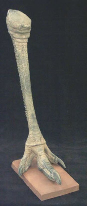 Emu (Dromaius novaehollandiae), leg & foot – DinoGear