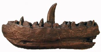 Megalosaurus Jaw & Teeth – DinoGear