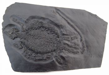 Sinocyamodus xinpuensis, placodont skeleton – DinoGear