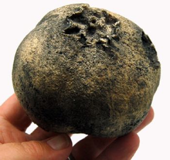 Lobolith, Crinoid Bulb Float, holdfast – DinoGear