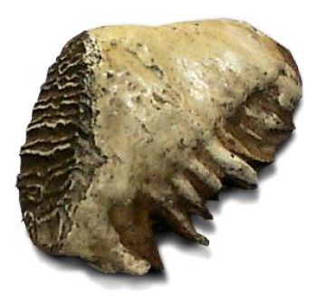 Mammuthus exilis, Woolly Mammoth Tooth, dwarf – DinoGear