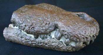 Borealosuchus wilsoni, Eocene Crocoile – DinoGear