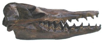 Zygorhiza, Eocene Whale Skull – DinoGear
