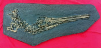 Stenosaurus bollensis, crocodile – DinoGear