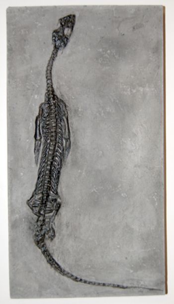 Keichousaurus hui, marine reptile – DinoGear