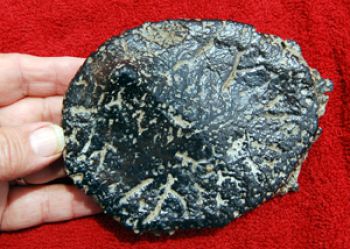 Ankylosaurus, osteoderm, scute – DinoGear