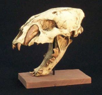 Machairodus giganteus, saber-toothed cat – DinoGear