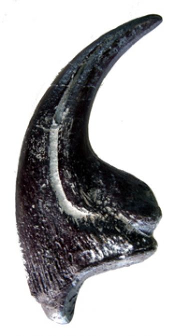 Allosaurus fragilis, claw of hand – DinoGear
