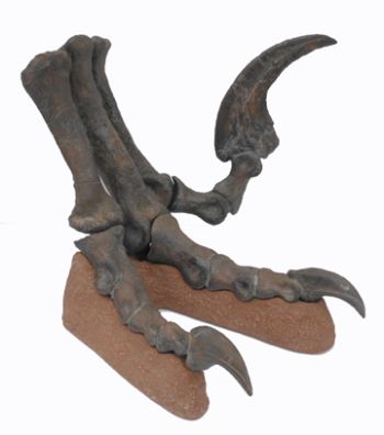 Utahraptor ostrommaysorum, foot – DinoGear