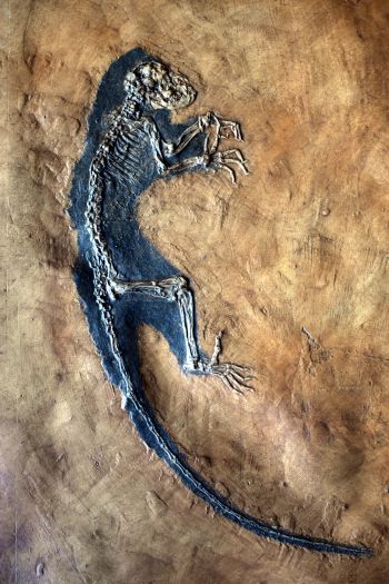 Darwinius masillae, Ida the missing link direct cast – DinoGear